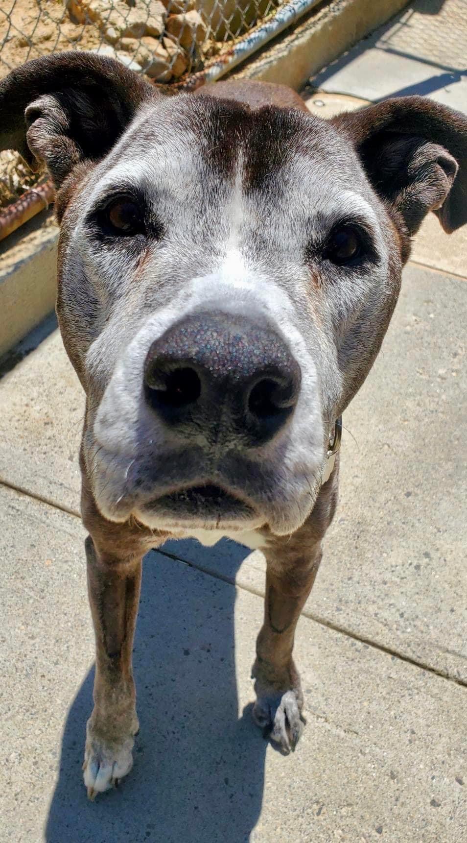 Friends of the Animal Community | The Grey Muzzle Organization